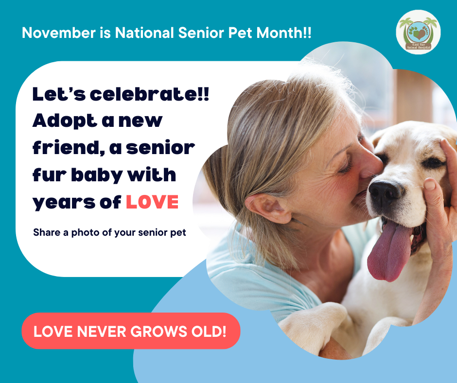 Largo Veterinary Hospital Veterinarian Largo Florida: EAST BAY ANIMAL ...